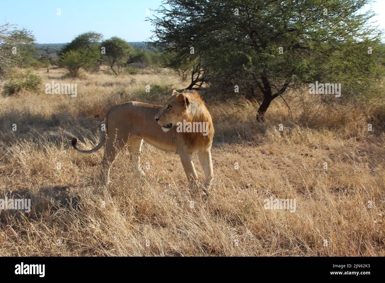 Afrikanischer Löwe / African lion / Panthera leo Stock Photo - Alamy