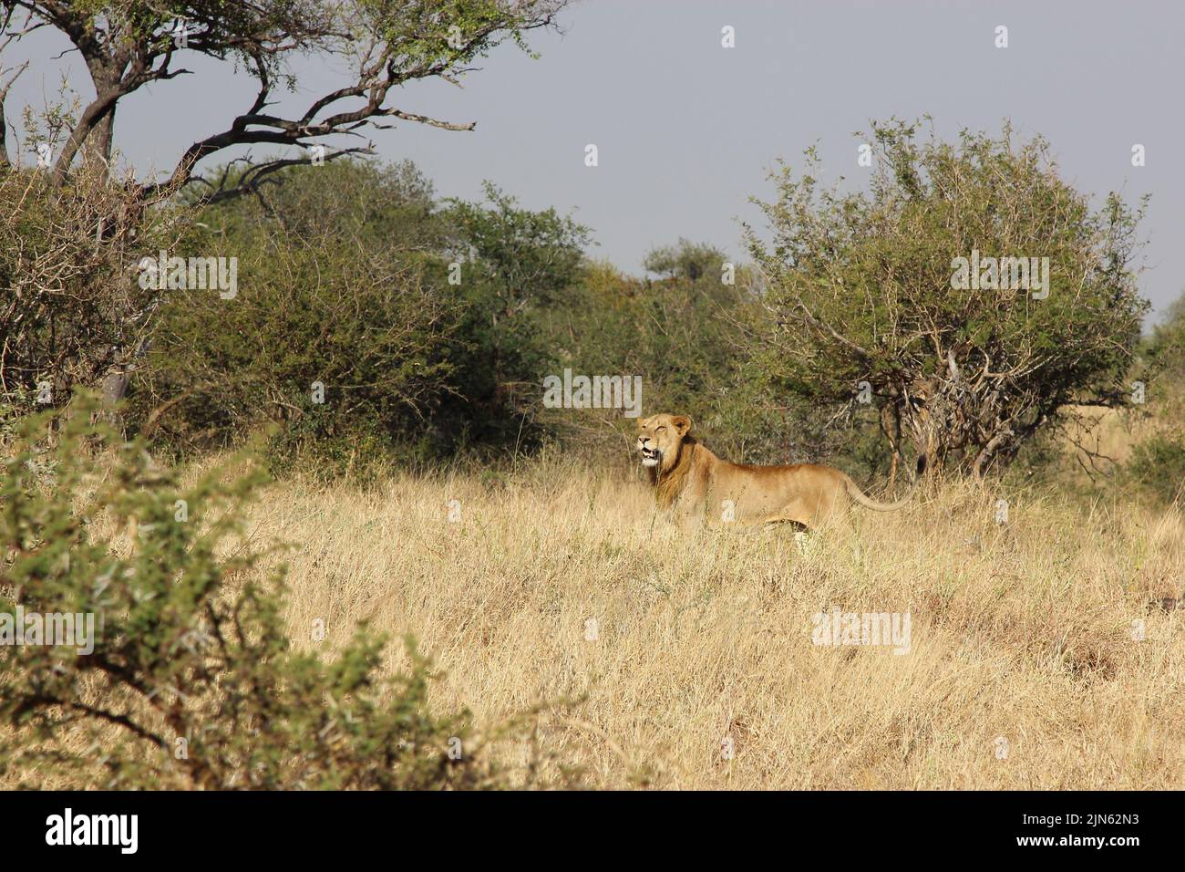 Afrikanischer Löwe / African lion / Panthera leo Stock Photo - Alamy