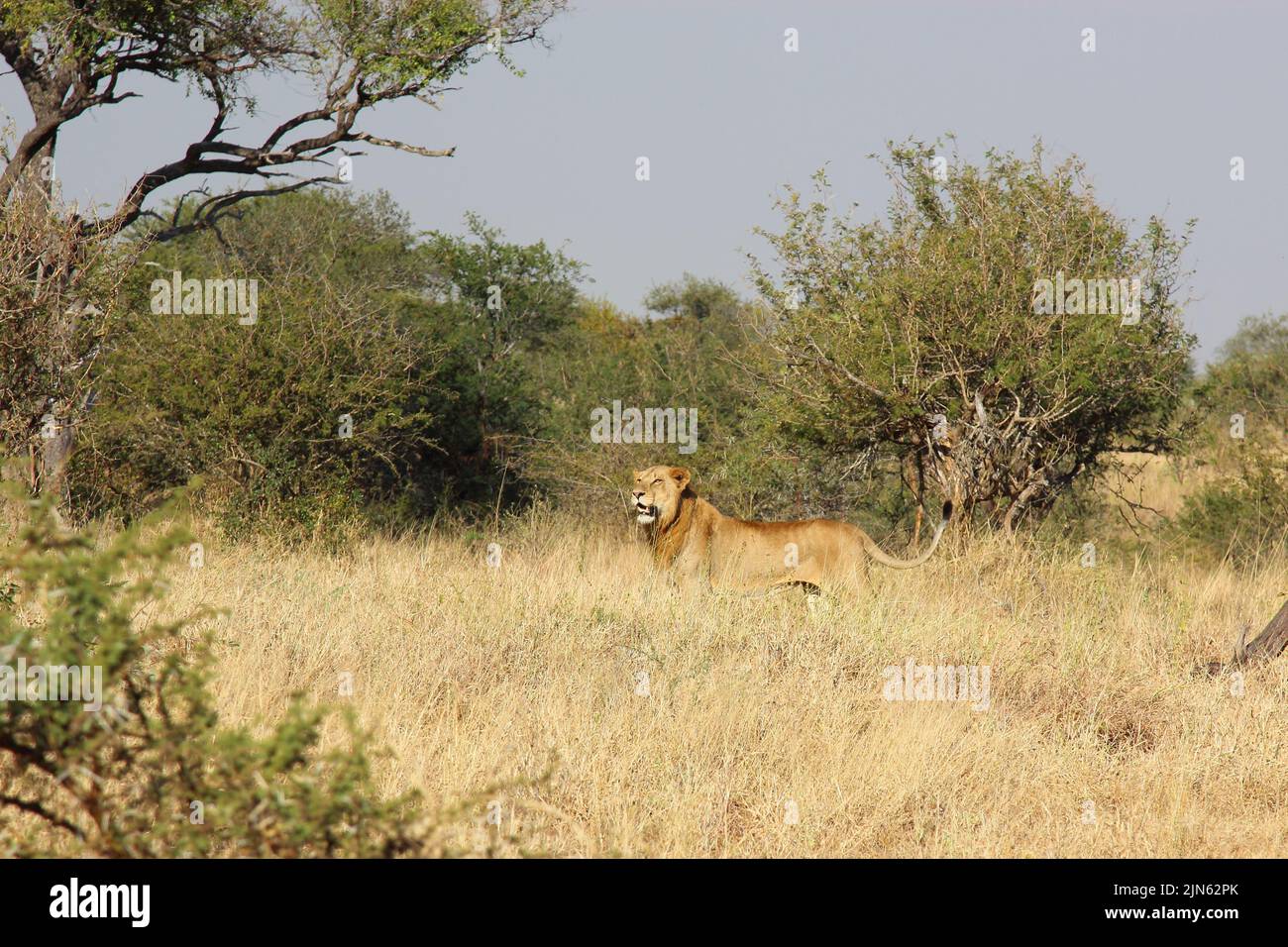 Afrikanischer Löwe / African lion / Panthera leo Stock Photo - Alamy