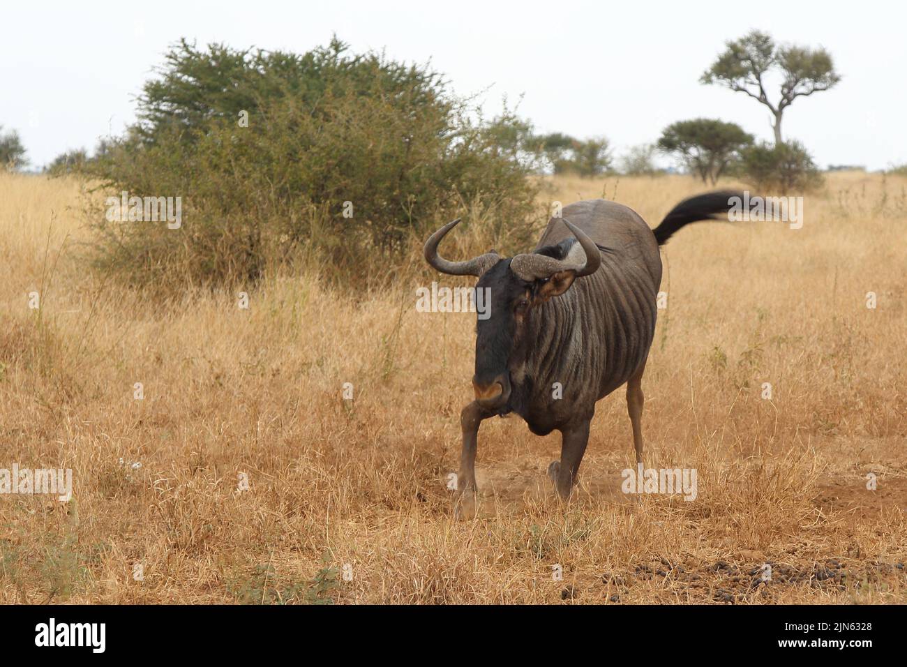Streifengnu / Blue wildebeest / Connochaetes taurinus Stock Photo - Alamy