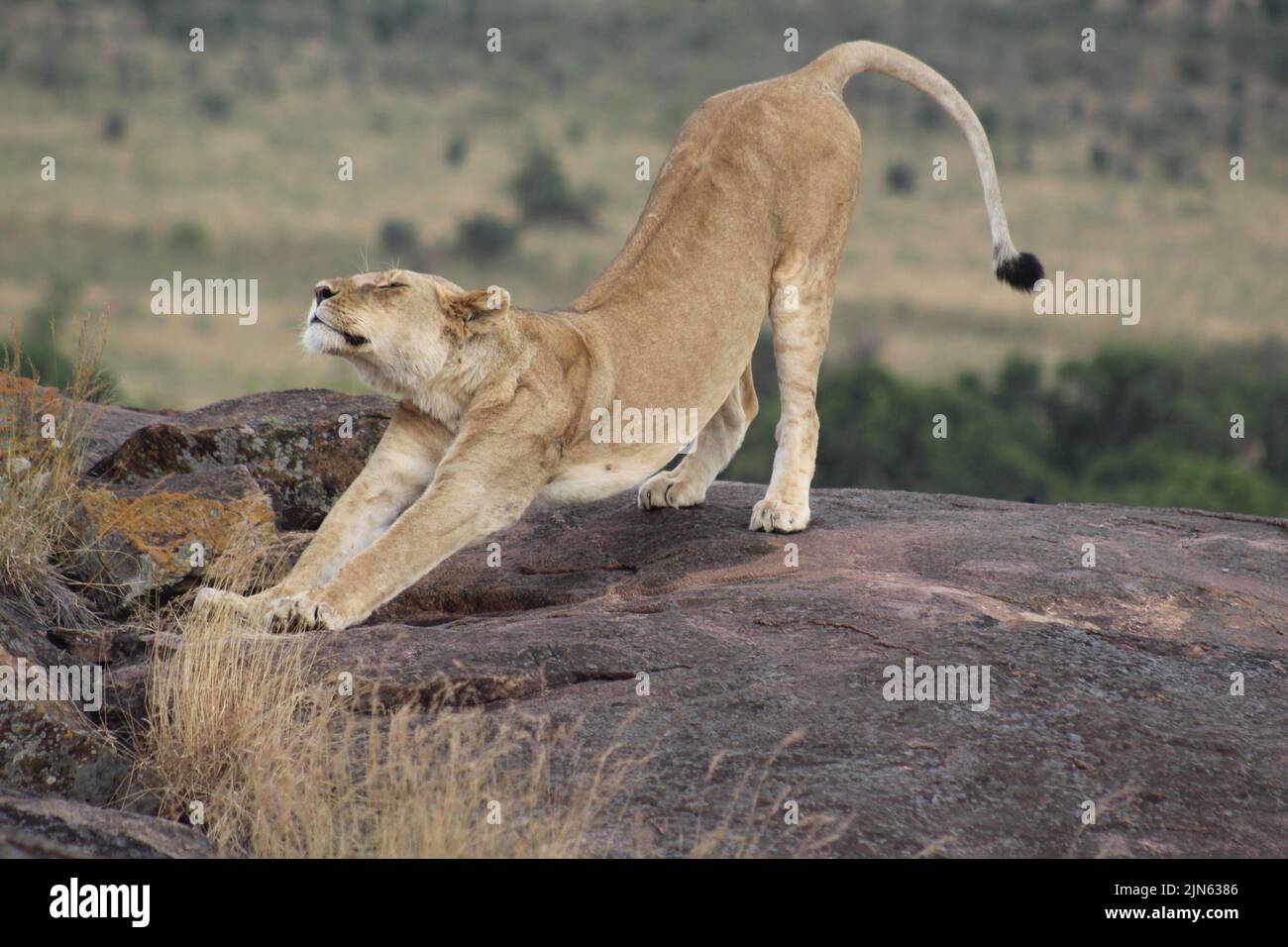 amazing lioness stretching in the plains of Maasai Mara they were ...