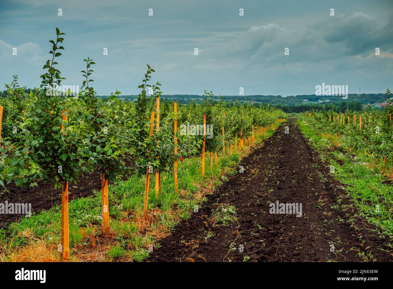 Apple Tree Orchard. Rows of apple trees grow. New apple trees. Organic ...