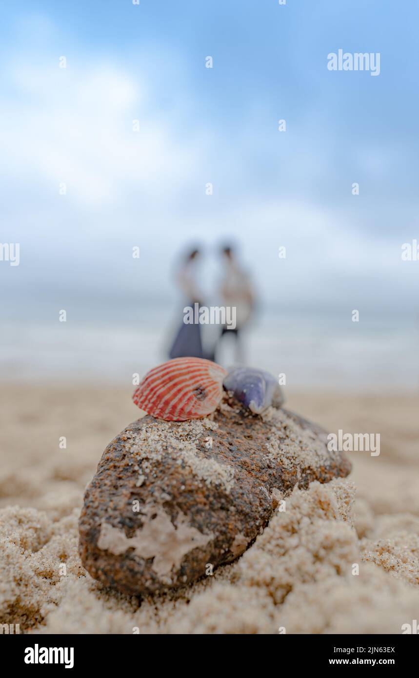 A vertical closeup shot of seashells on a rock on the sand Stock Photo ...