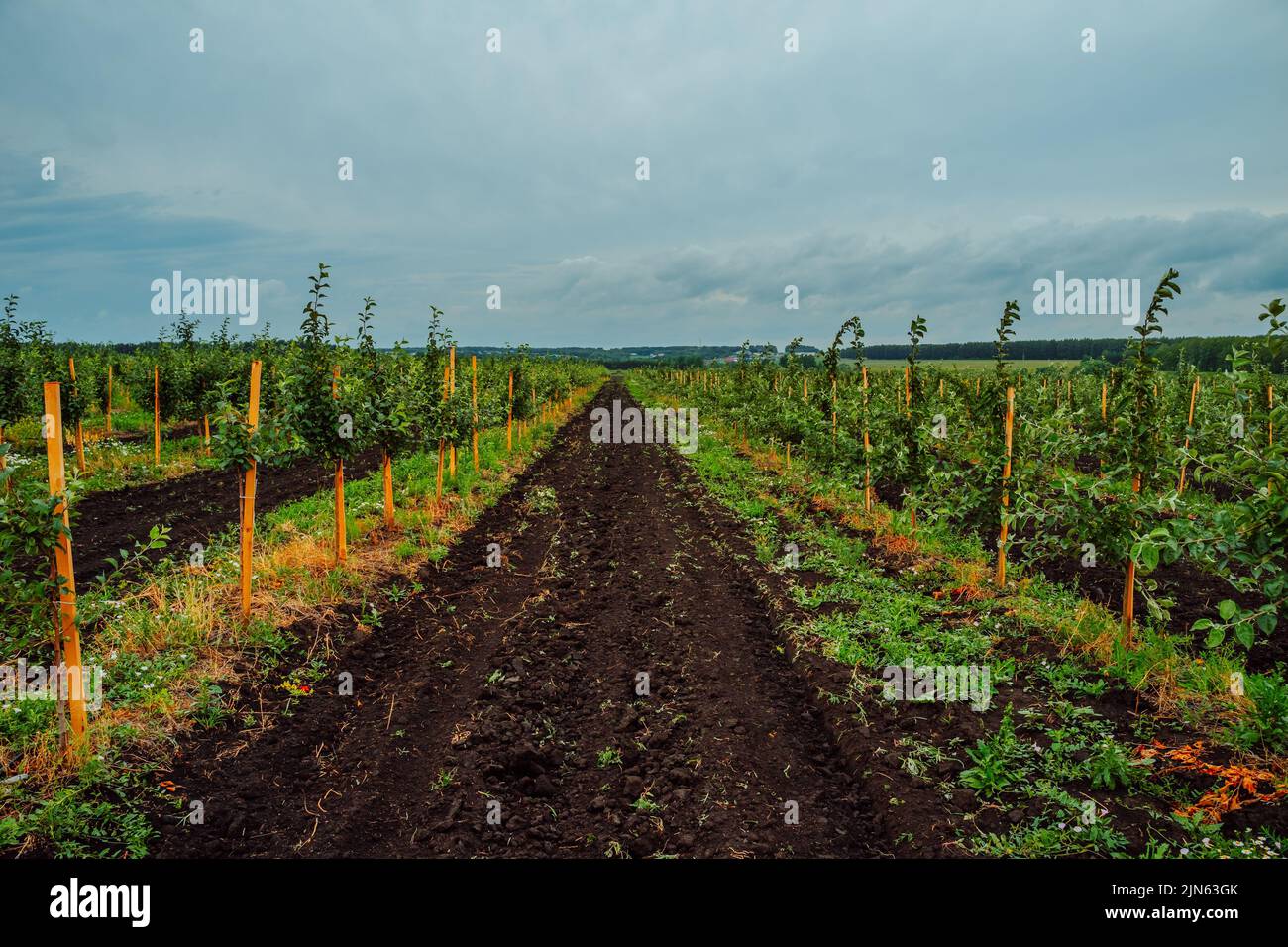 Apple Tree Orchard. Rows of apple trees grow. New apple trees. Organic ...