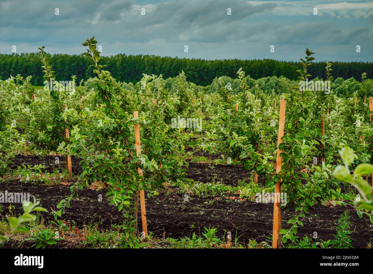 Apple Tree Orchard. Rows of apple trees grow. New apple trees. Organic ...