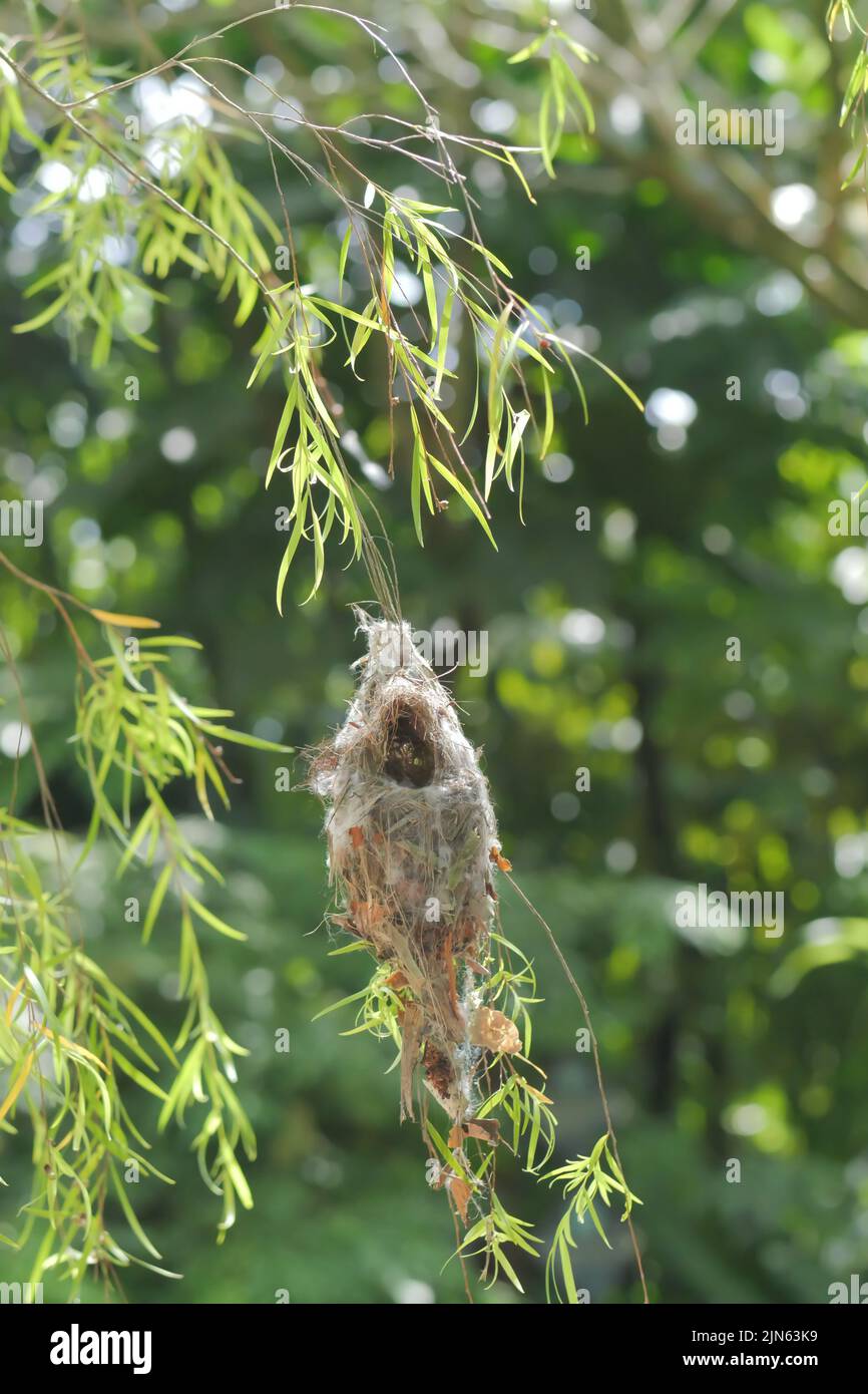 Close up bird nest hi-res stock photography and images - Alamy
