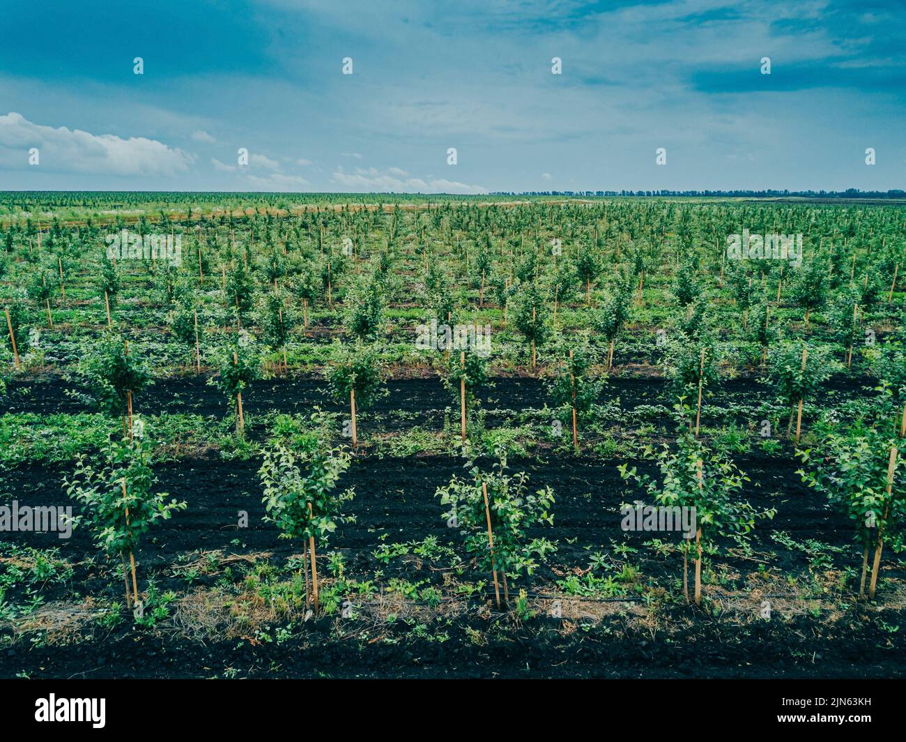 Apple Tree Orchard. Rows of apple trees grow. New apple trees. Organic ...