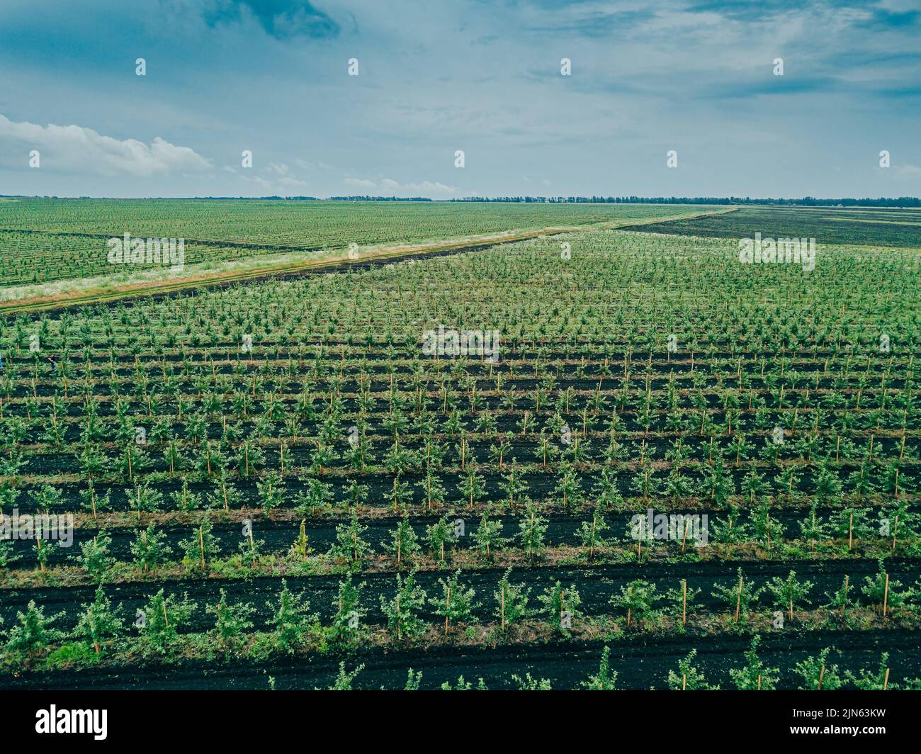 Apple Tree Orchard. Rows of apple trees grow. New apple trees. Organic ...
