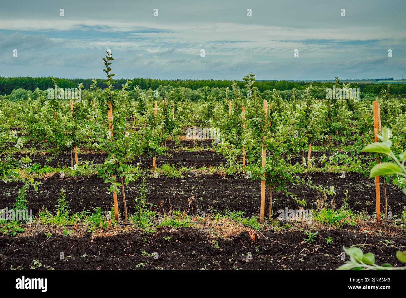 Apple Tree Orchard. Rows of apple trees grow. New apple trees. Organic ...