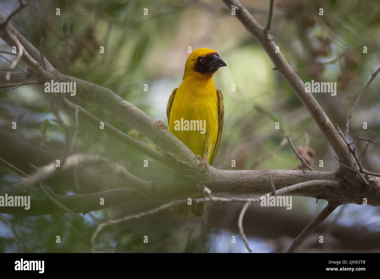Tree canopy bird hi-res stock photography and images - Alamy