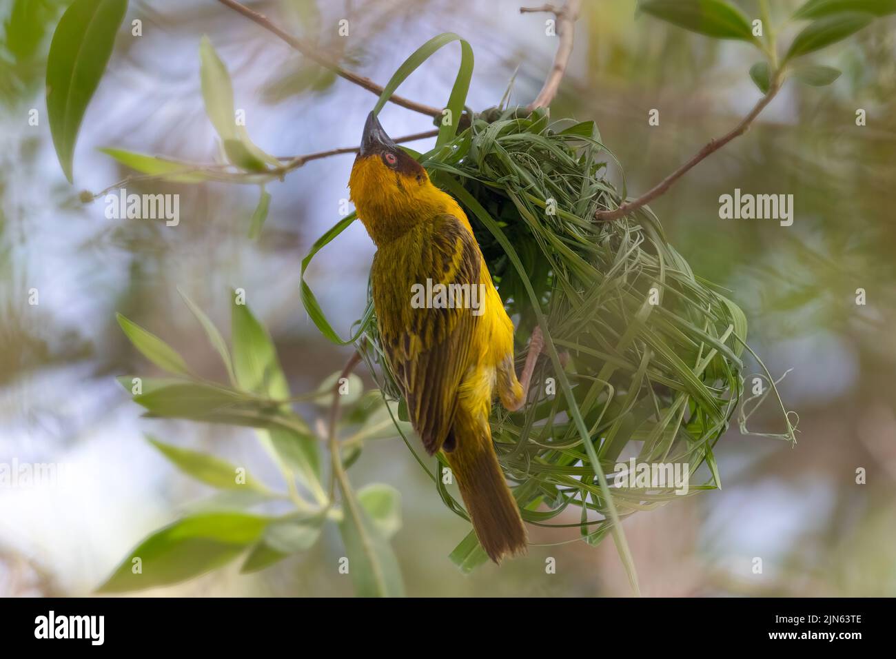 Weaver bird building nest hi-res stock photography and images - Alamy