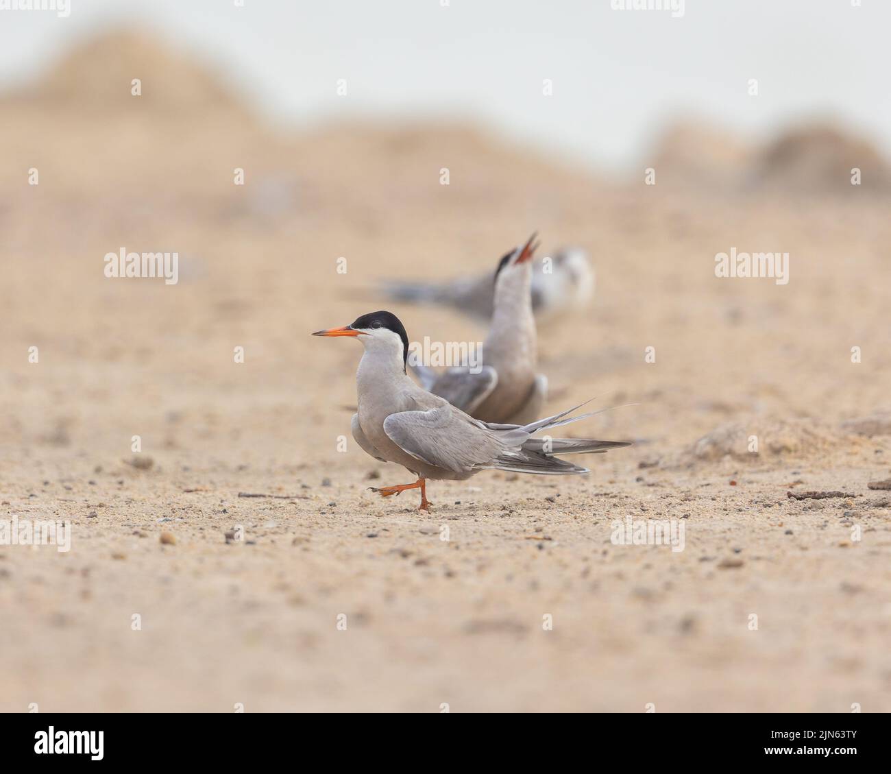 Bahrain dance hi-res stock photography and images - Alamy
