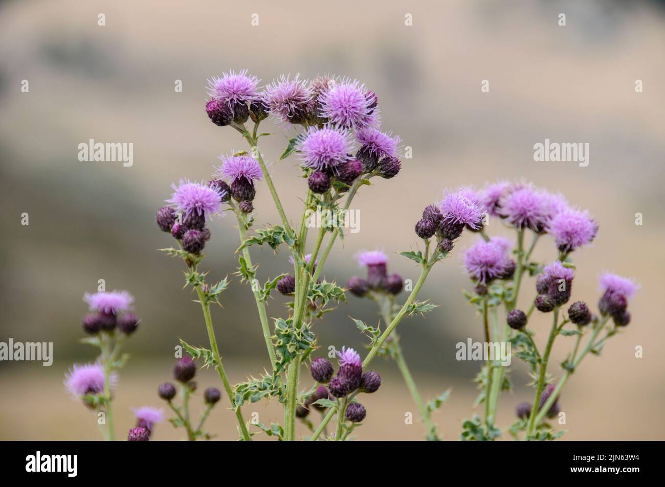 Order of the thistle hi-res stock photography and images - Alamy