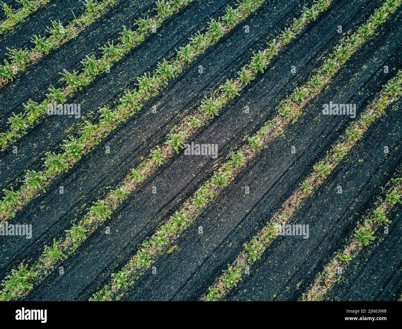 Apple Tree Orchard. Rows of apple trees grow. New apple trees. Organic ...