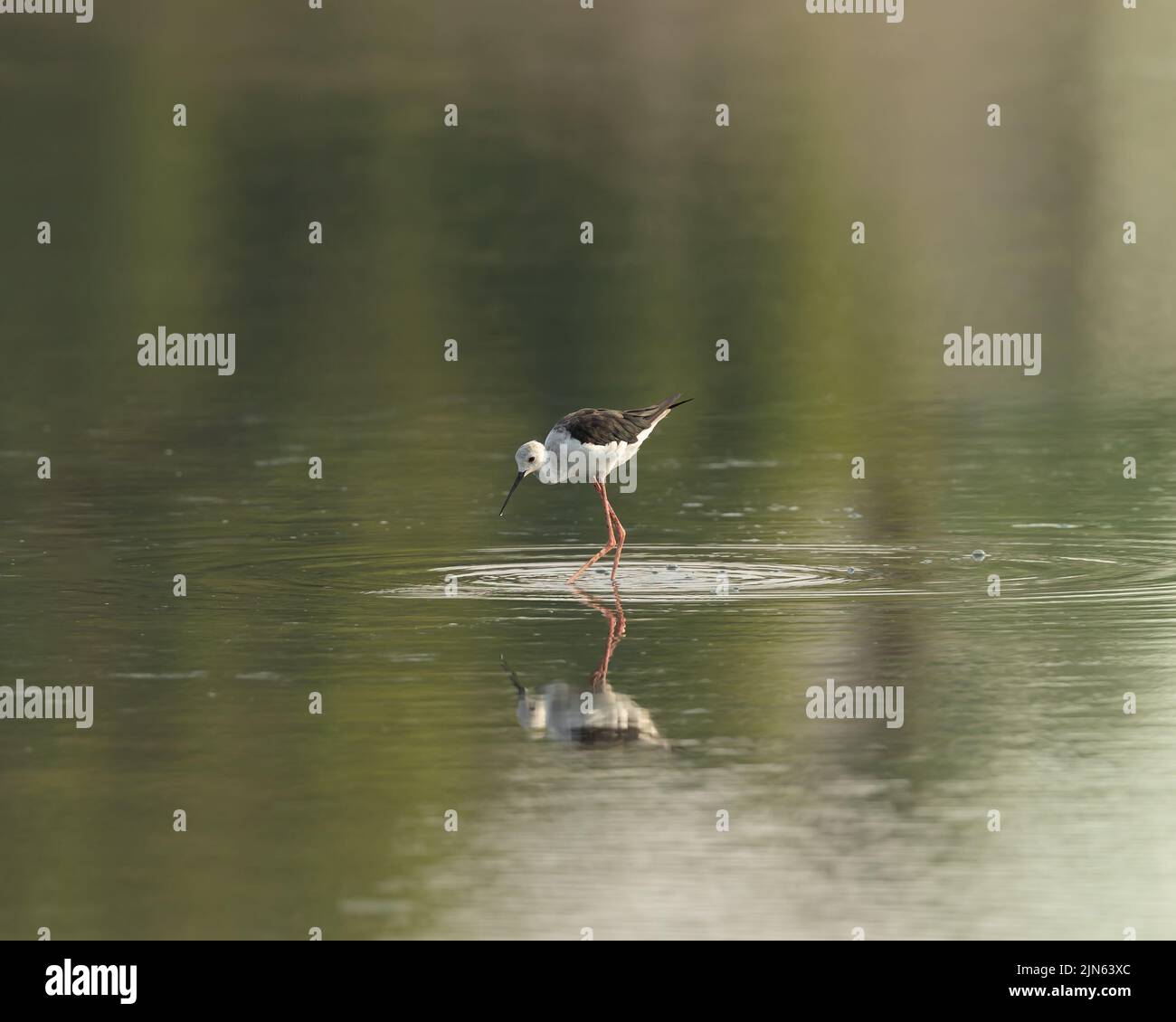 Black winged stilt (Himantopus Himantopus) at Tubli Marsh, Bahrain ...
