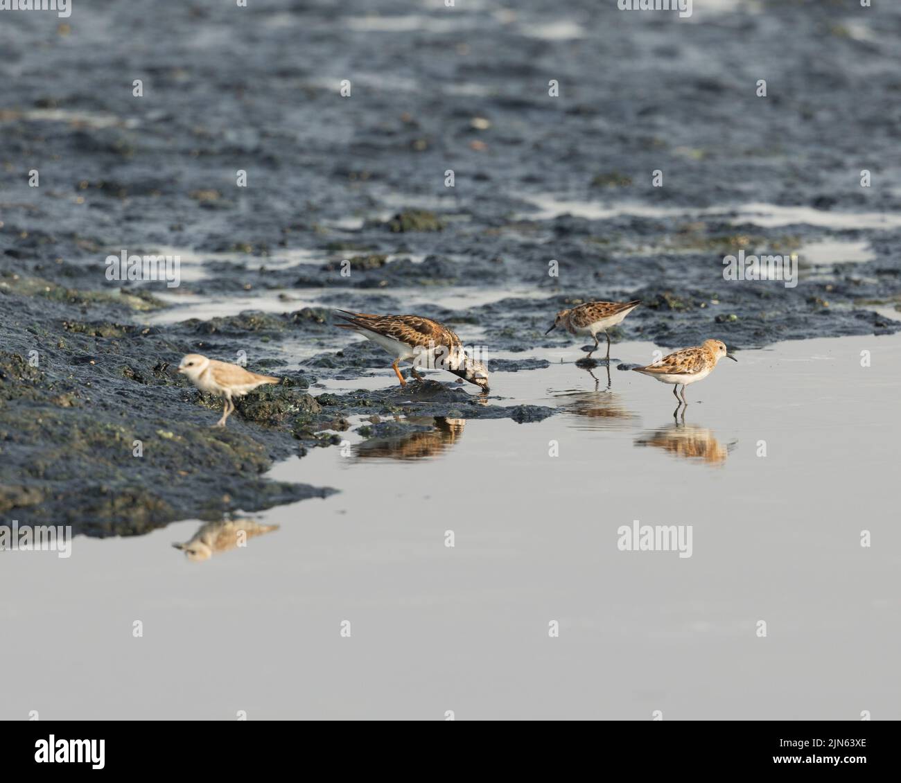 Ruddy Turnstone drinking water with little stints, Tubli, Bahrain Stock ...