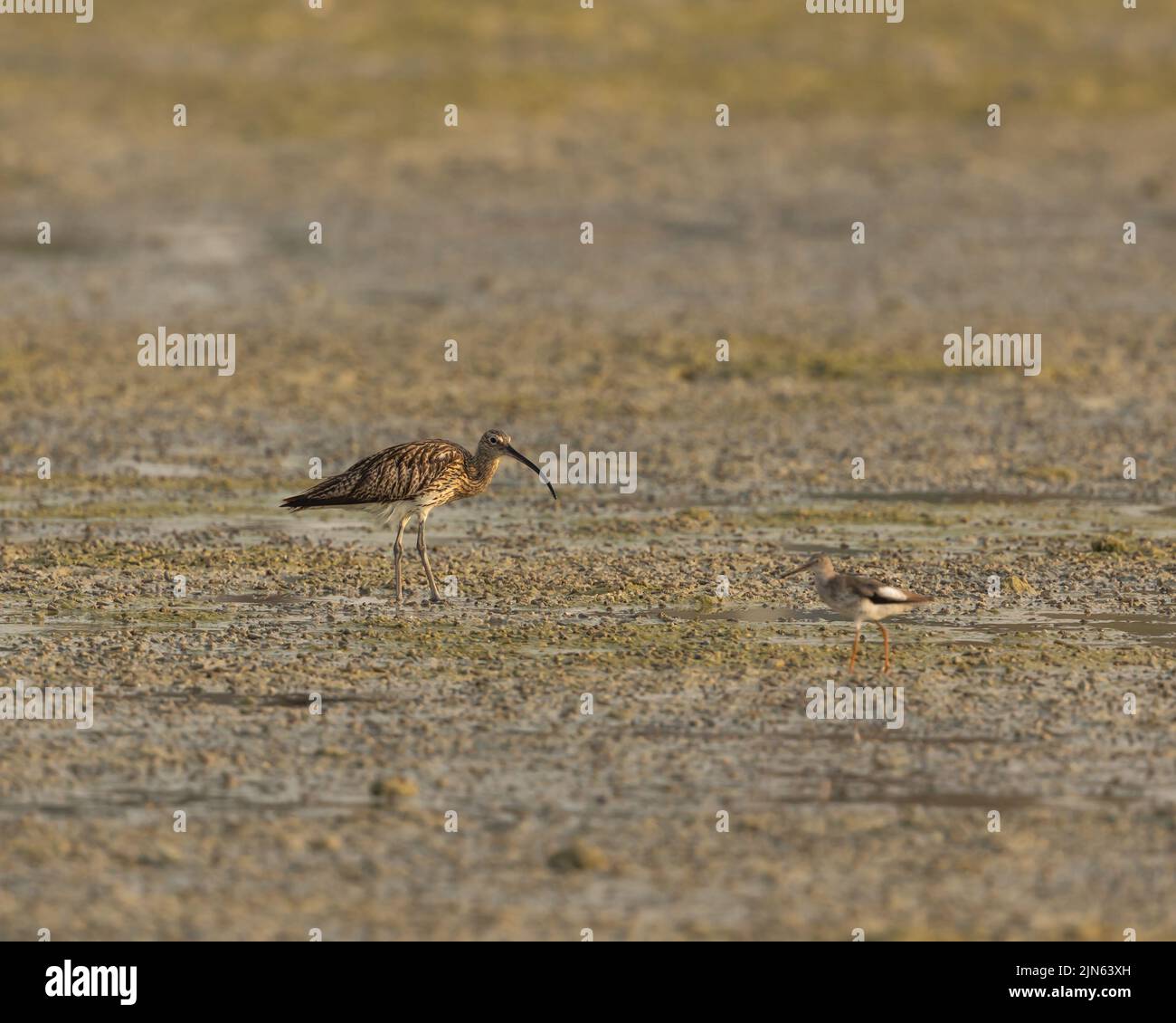 Eurasian curlew wings hi-res stock photography and images - Alamy