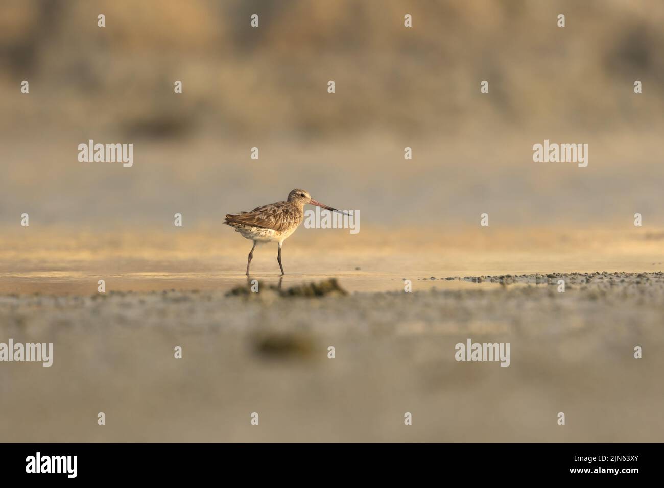 Bahrain migratory bird hi-res stock photography and images - Alamy