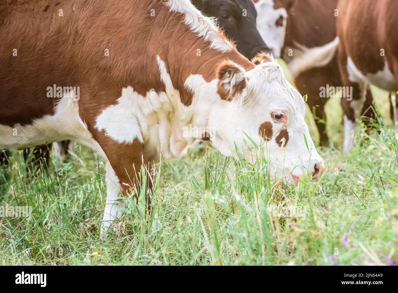 Cows raised with natural pastures, meat production in the Argentine ...