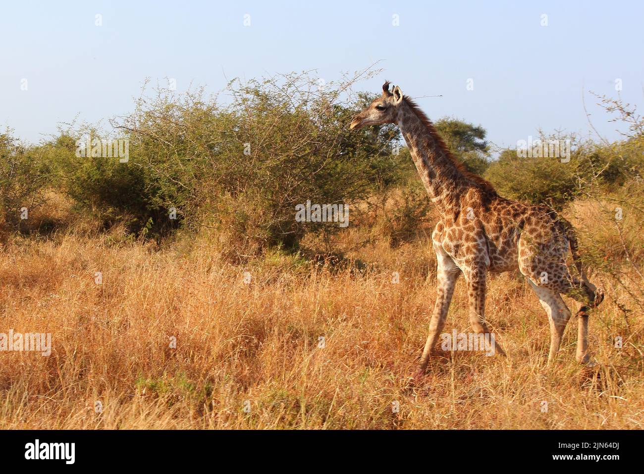 Baby giraffe running hi-res stock photography and images - Alamy