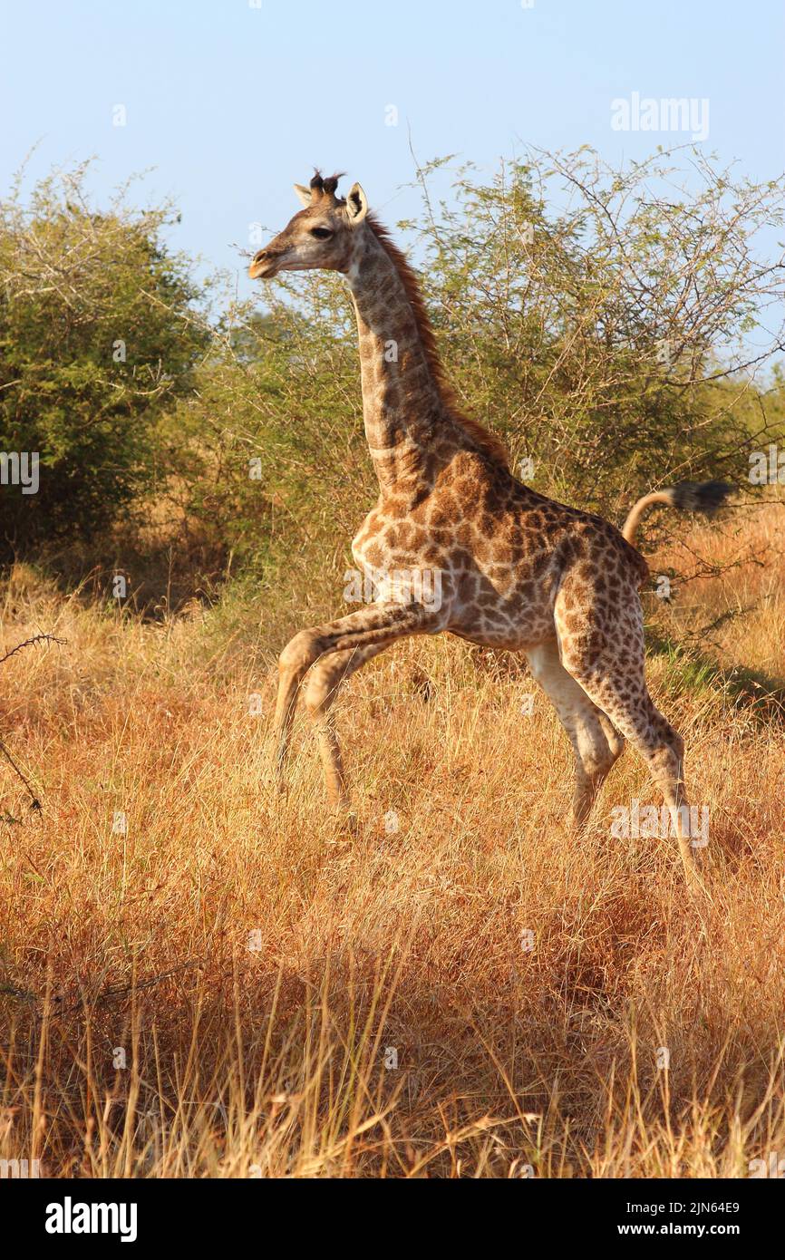 Baby giraffe running hi-res stock photography and images - Alamy