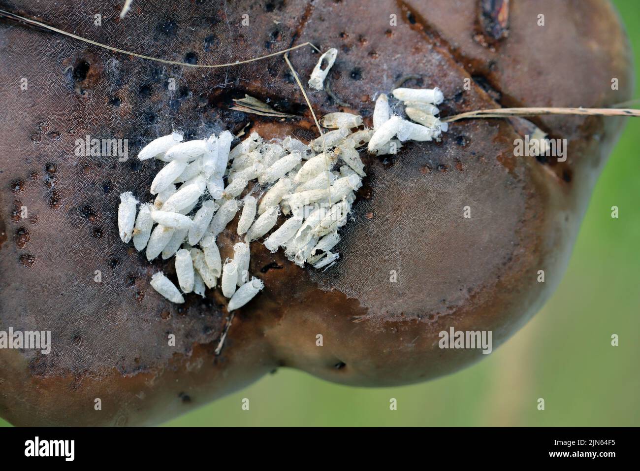 Diptera family hi-res stock photography and images - Alamy