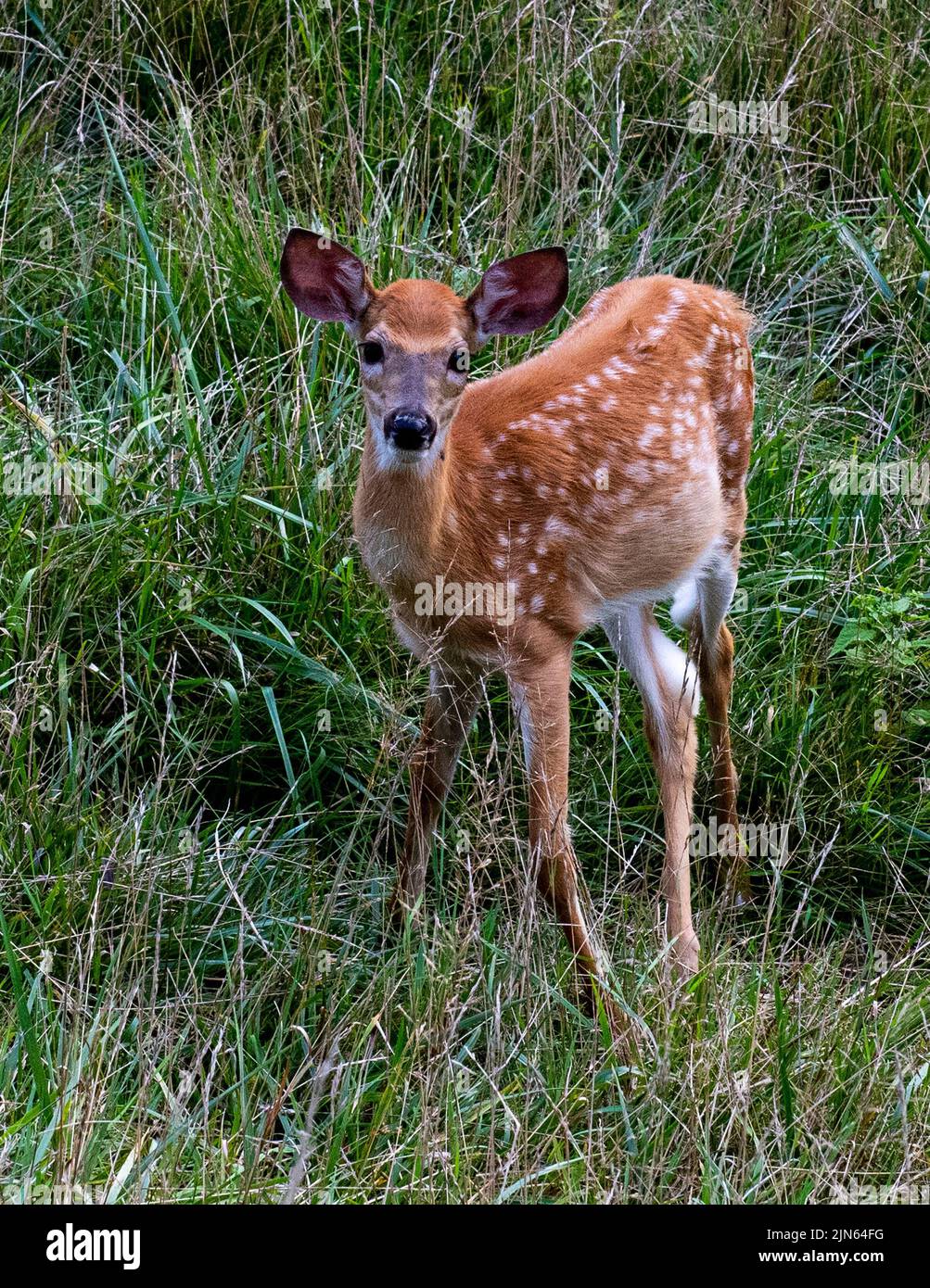 A vertical shot of a beautiful deer in the forest Stock Photo - Alamy