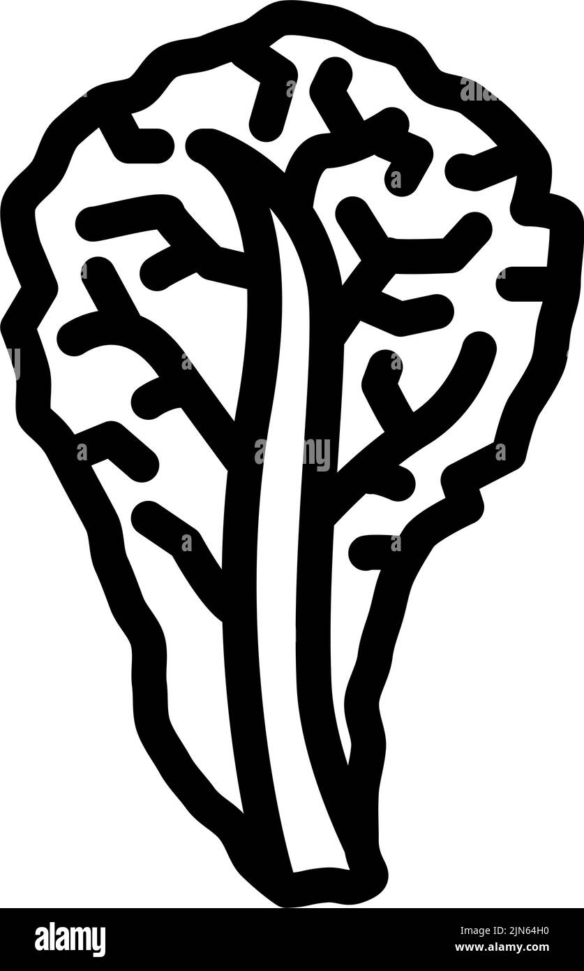 red lettuce line icon vector illustration Stock Vector Image & Art - Alamy