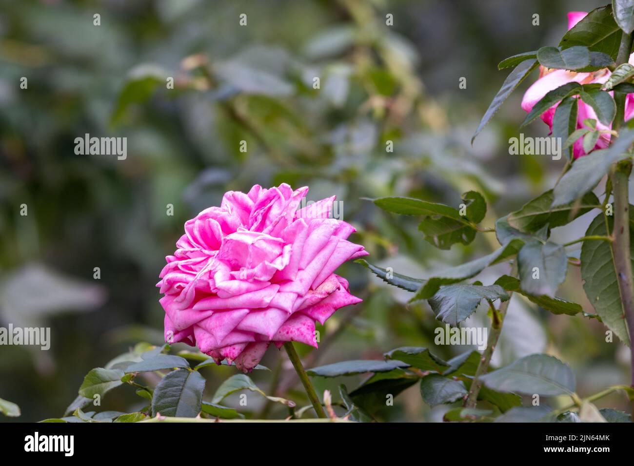 The pink roses in the garden in Casa das Rosas, Sao Paulo, Bra Stock ...
