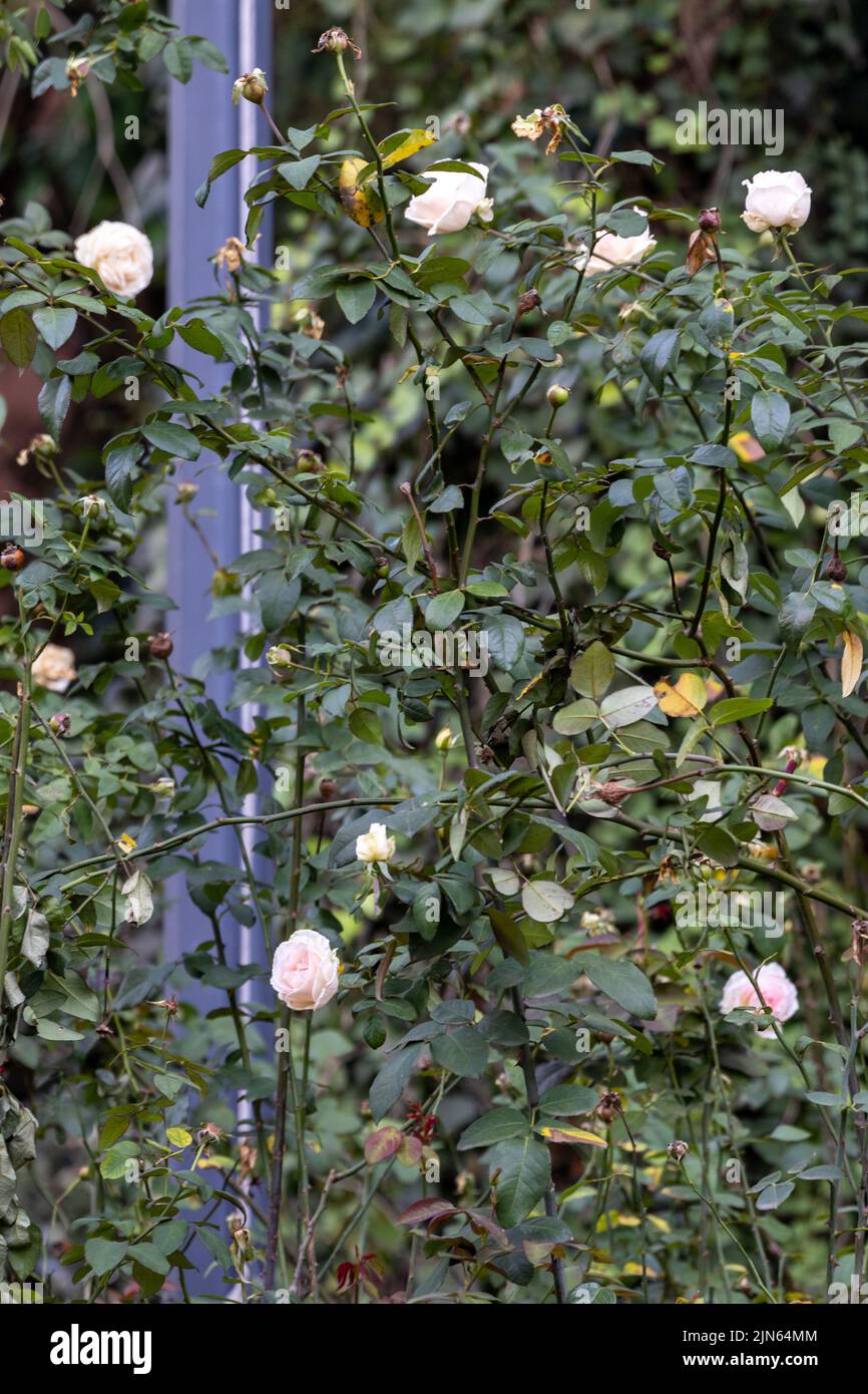 The roses in a garden in Casa das Rosas, Sao Paulo, Brazil Stock Photo ...