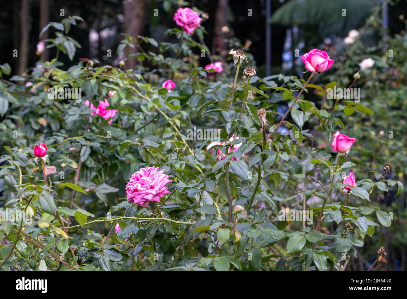 Casas das rosas hi-res stock photography and images - Alamy