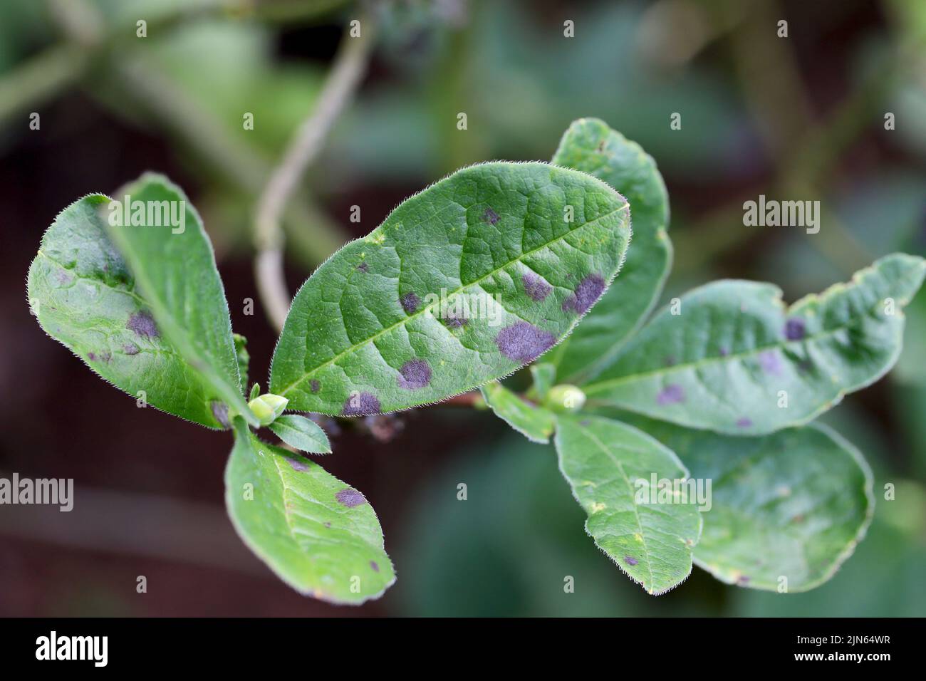 Rhododendron, azalea. Leaves with symptoms of fungal disease Stock ...