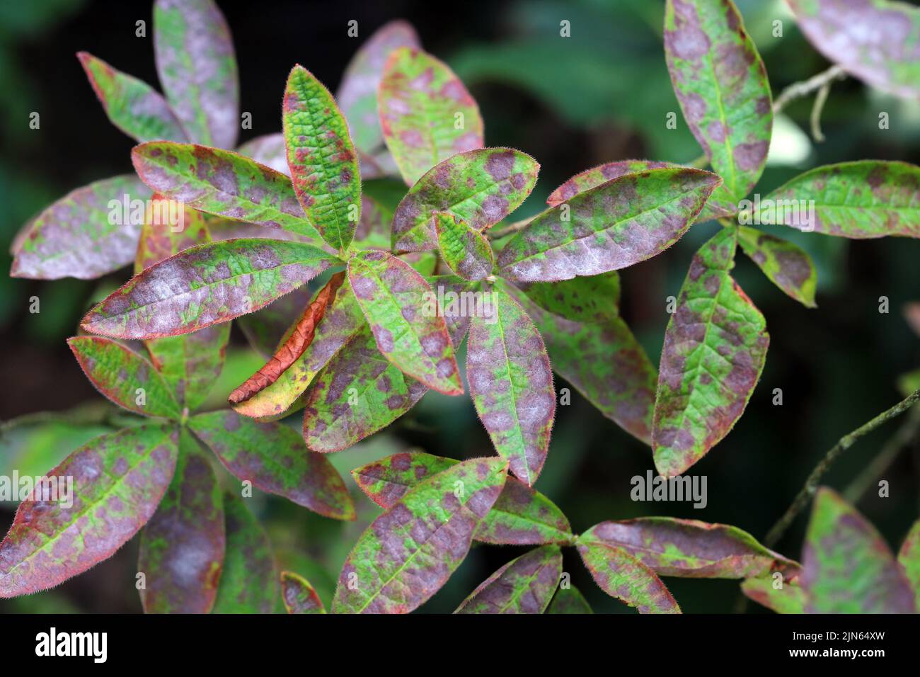 Rhododendron, azalea. Leaves with symptoms of fungal disease Stock ...
