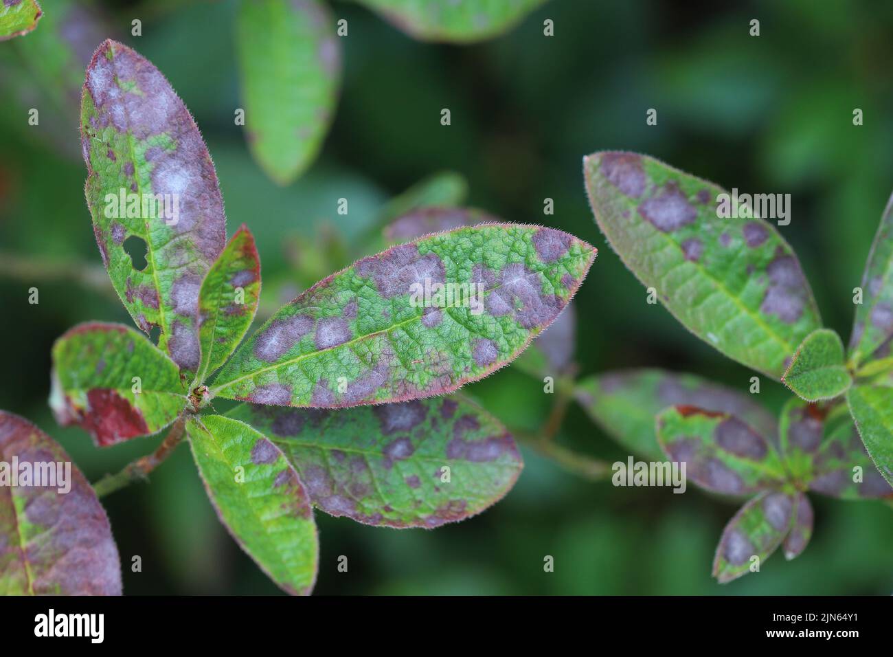 Rhododendron, azalea. Leaves with symptoms of fungal disease Stock ...