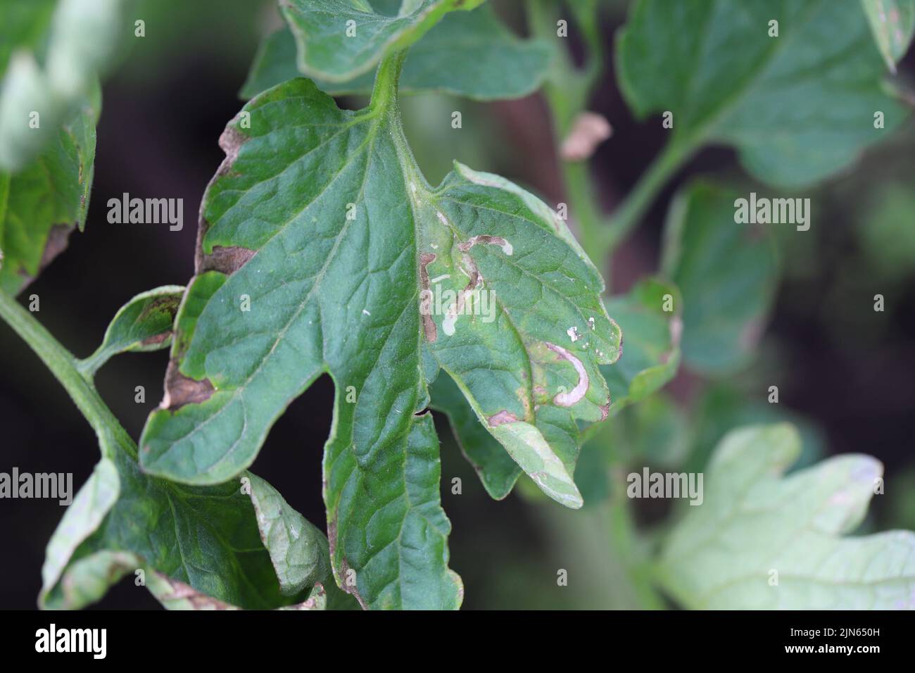 Leaf mining damage to a tomato caused by a leafminer (Liriomyza bryoniae) in a garden Stock ...