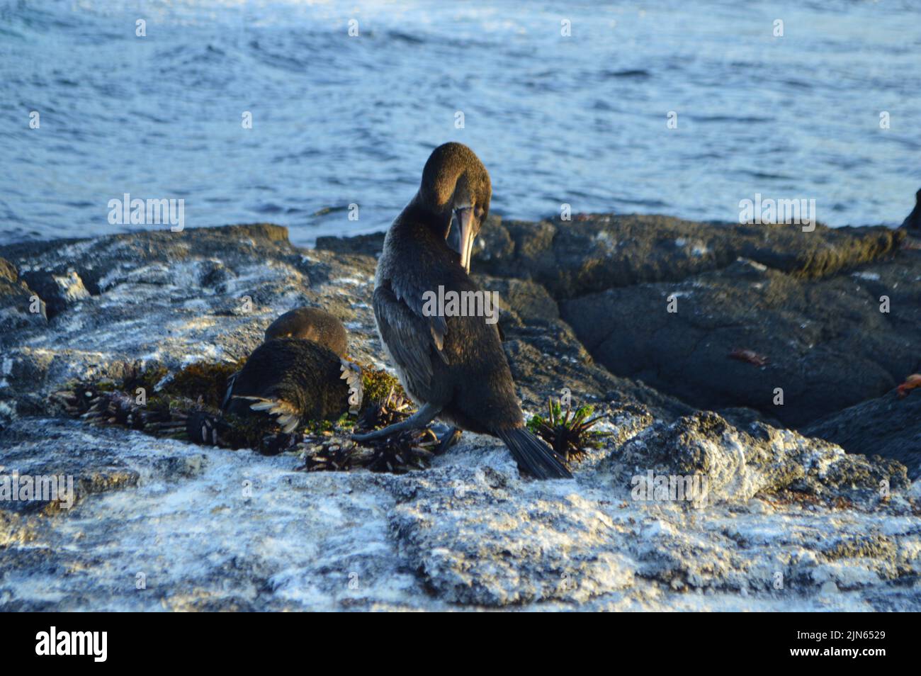 Isabella island nature reserve hi-res stock photography and images - Alamy