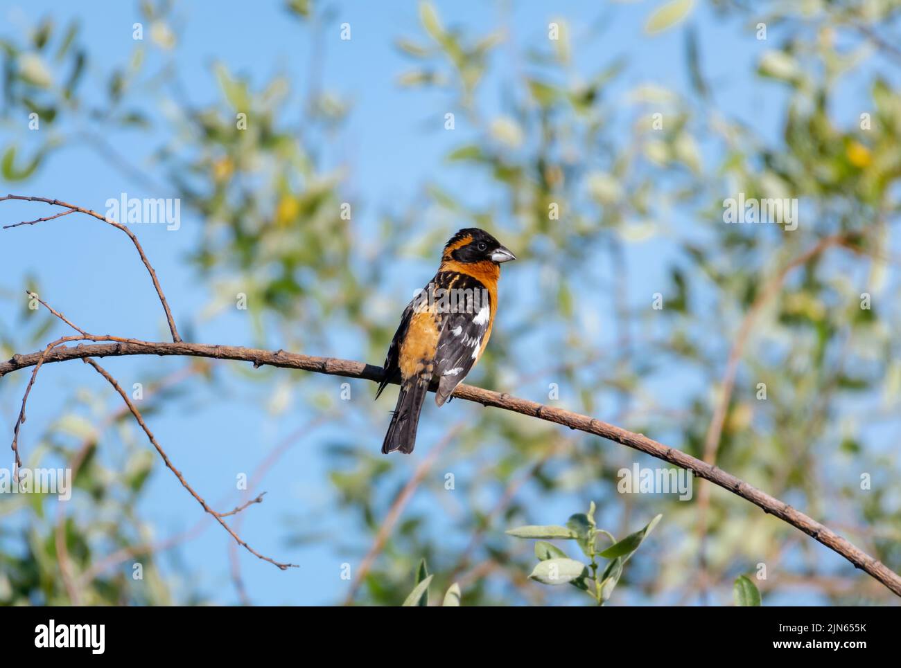 A small bird, the Black-headed Grosbeak, pheucticus melanocephalus ...