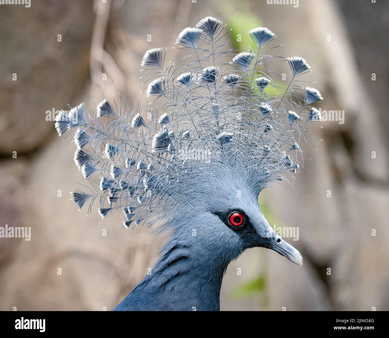 a portrait of a delicate Victoria Crowned Pigeon against soft focus ...