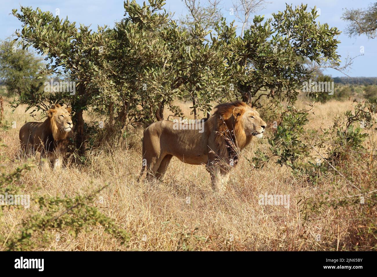 Afrikanischer Löwe / African lion / Panthera leo Stock Photo - Alamy