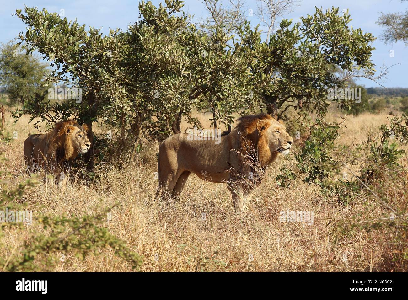 Afrikanischer Löwe / African lion / Panthera leo Stock Photo - Alamy