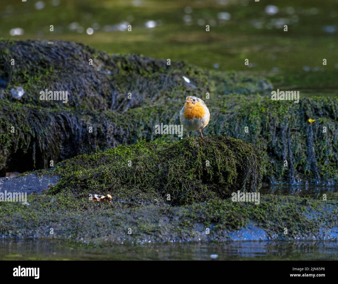 Robin resting on a rock on the River Teifi, Wales Stock Photo - Alamy