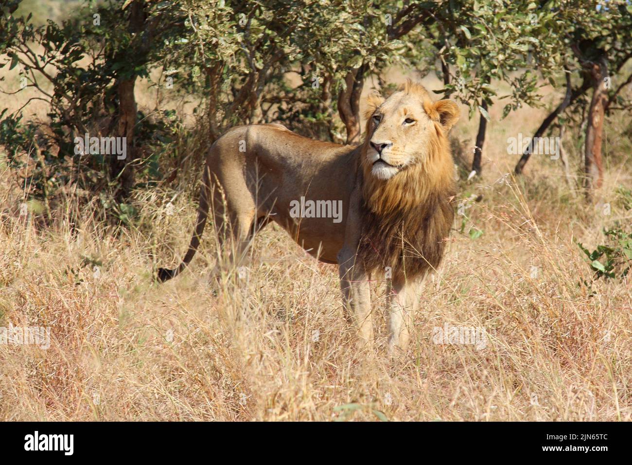 Afrikanischer Löwe / African lion / Panthera leo Stock Photo - Alamy