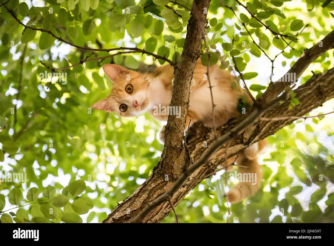 Red cat is sitting on a tree. scared look Stock Photo - Alamy