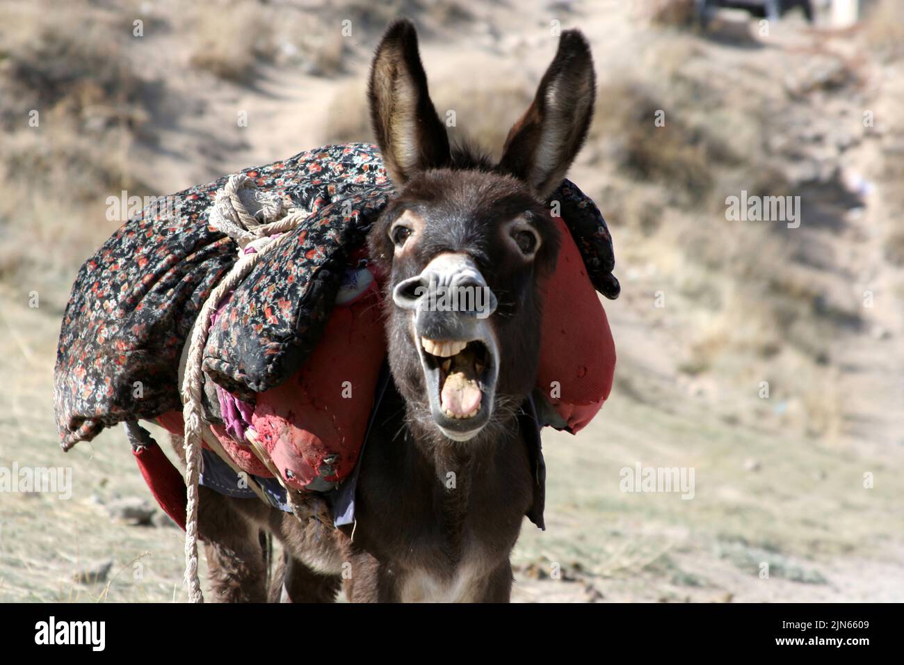A brown donkey busy braying Stock Photo - Alamy