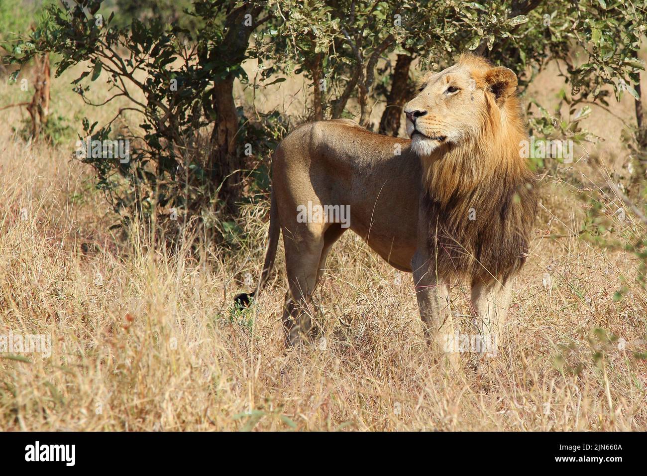Afrikanischer Löwe / African lion / Panthera leo Stock Photo - Alamy