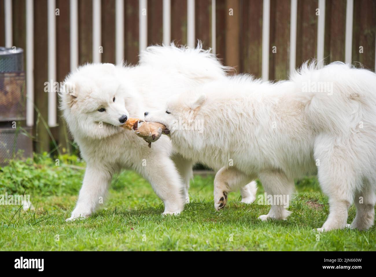 Two Fluffy white Samoyed puppies dogs are playing with toy Stock Photo ...