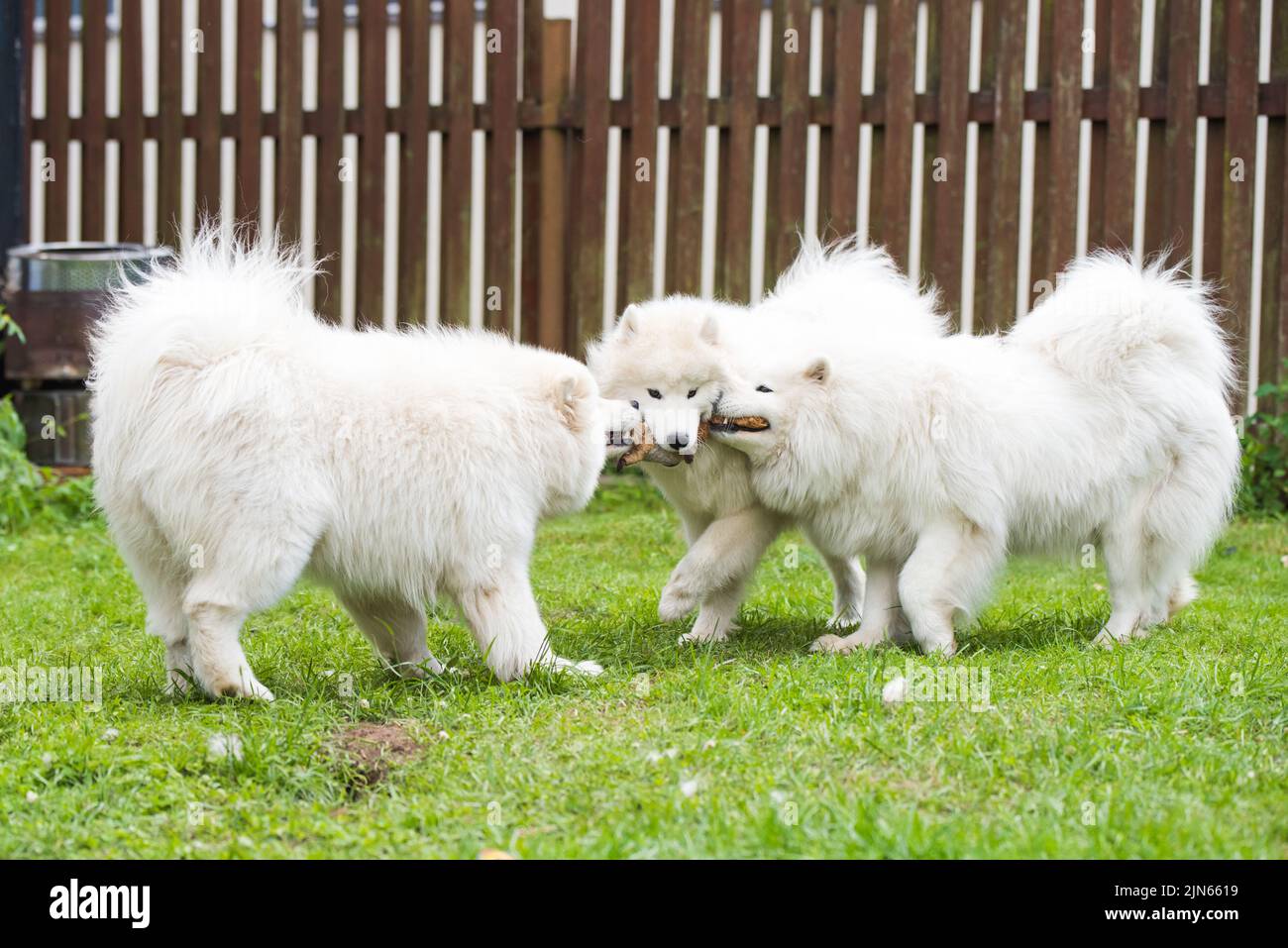 Fluffy white Samoyed puppies dogs are playing with toy Stock Photo - Alamy