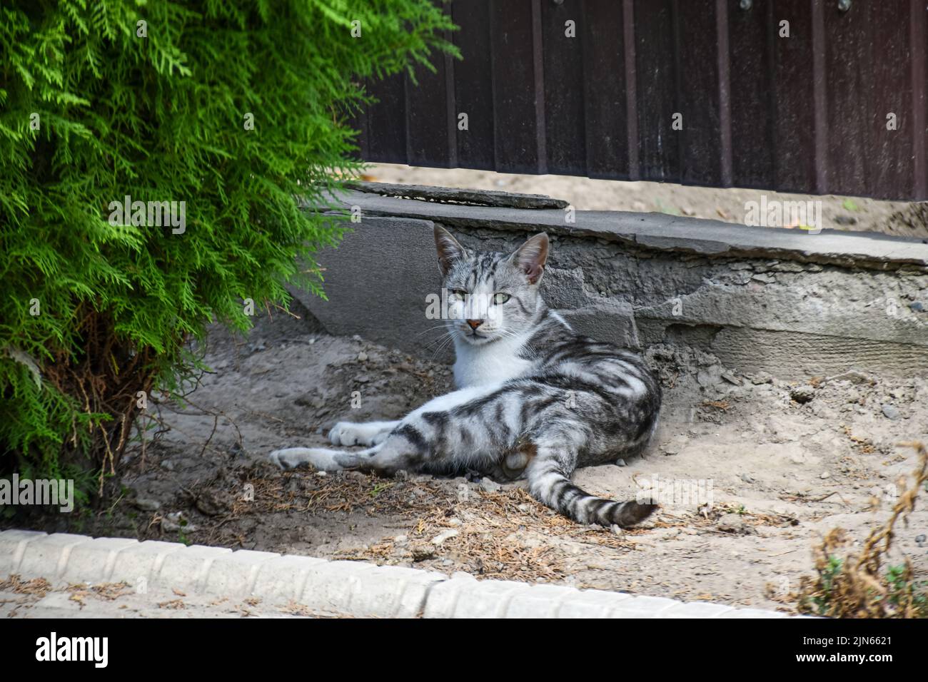 Country cat hi-res stock photography and images - Alamy