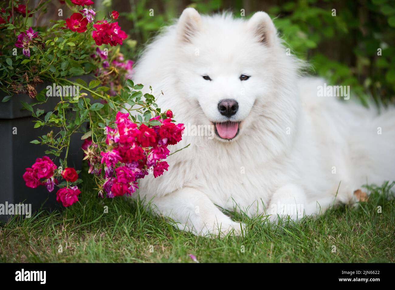 White Samoyed puppy sits on the green grass with flowers. Dog in nature ...
