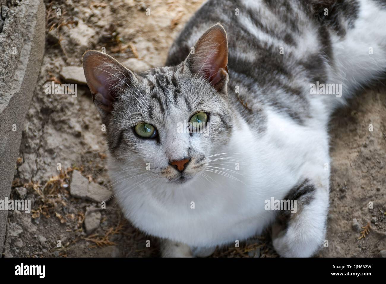Country cat hi-res stock photography and images - Alamy
